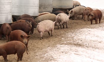 Waste To Energy Plant Creates Power From Hog Manure – Hydrogen Fuel News