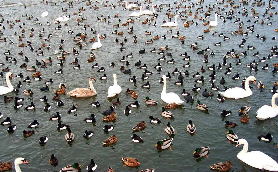 Water Fowl – Hydrogen Fuel News