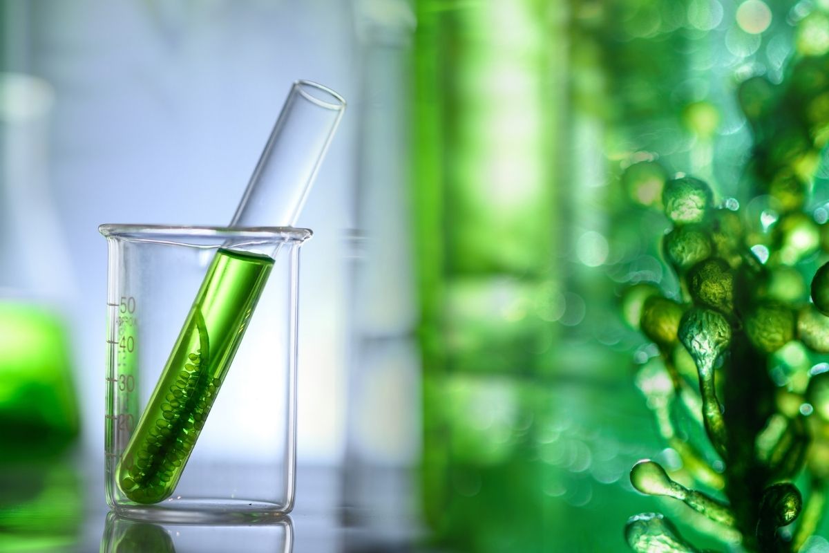 Are Micro-algae The Key To Green Hydrogen Production? - H2 News